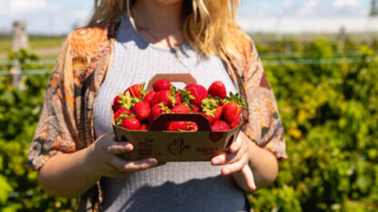 Autocueillette de petits fruits - Ferme Forget - Autocueillette Laval